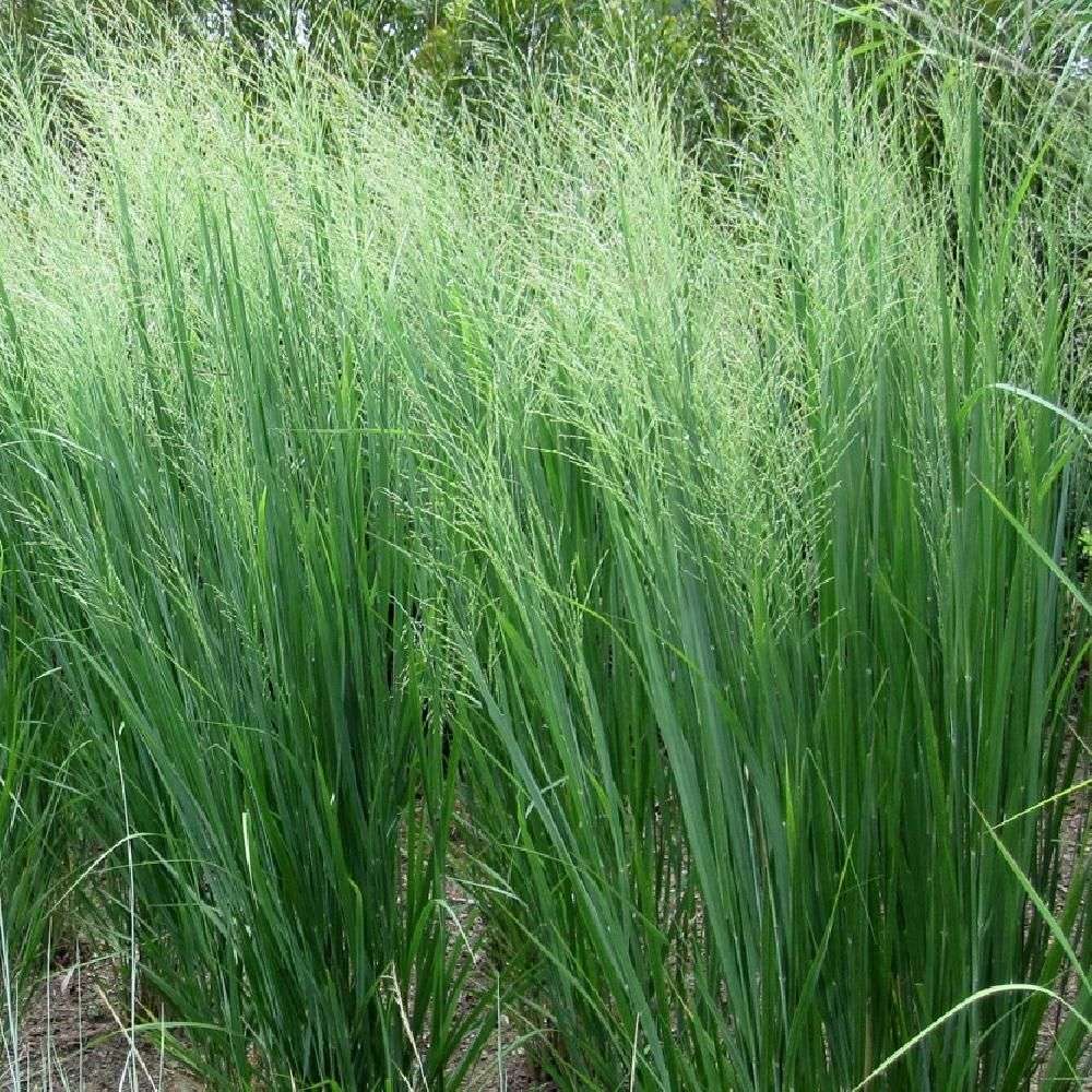 Panicum virgatum "Northwind" V-9cm — Viveros Sustrai