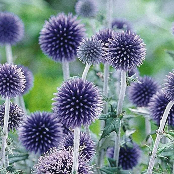 Echinops ritro V-9 cm — Viveros Sustrai