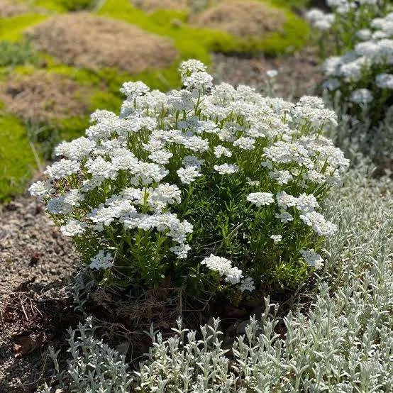 Iberis sempervirens V-9cm — Viveros Sustrai