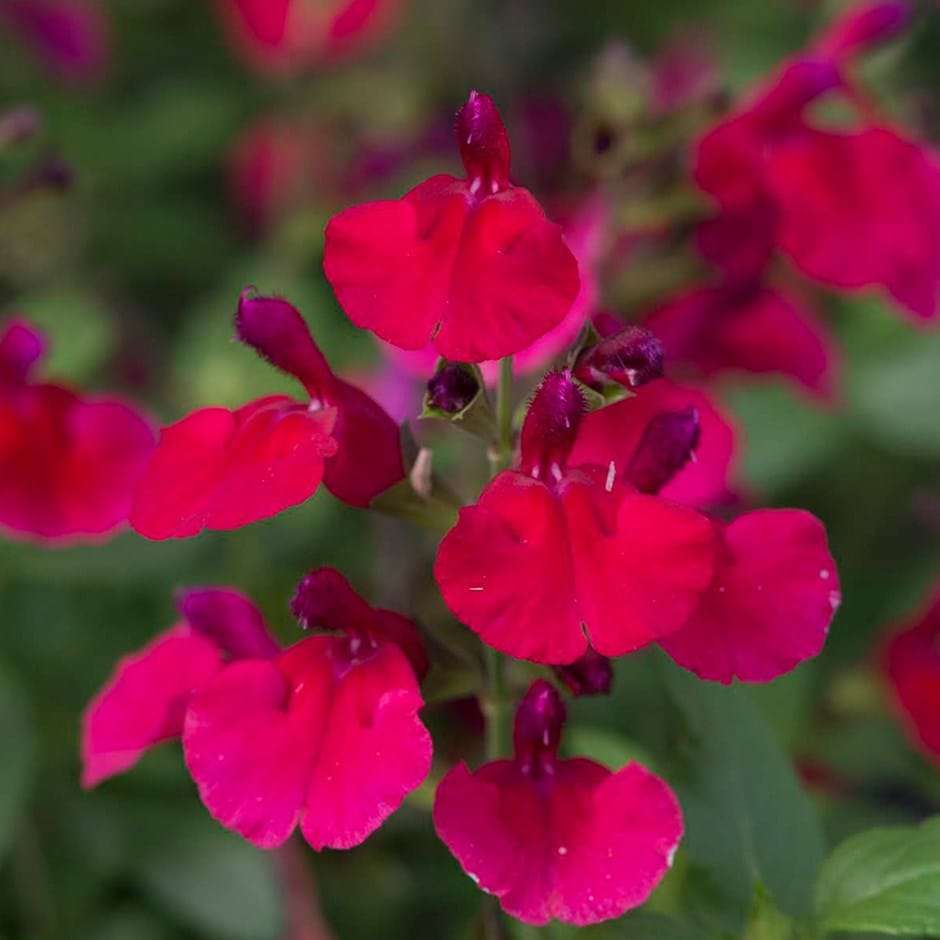 Salvia Greggii "Mirage Cherry Red" V-9cm — Viveros Sustrai