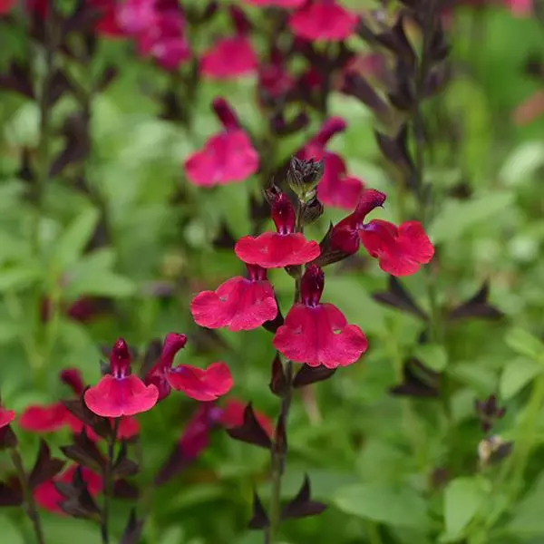 Salvia greggii "Mirage Burgundy" V-9cm — Viveros Sustrai