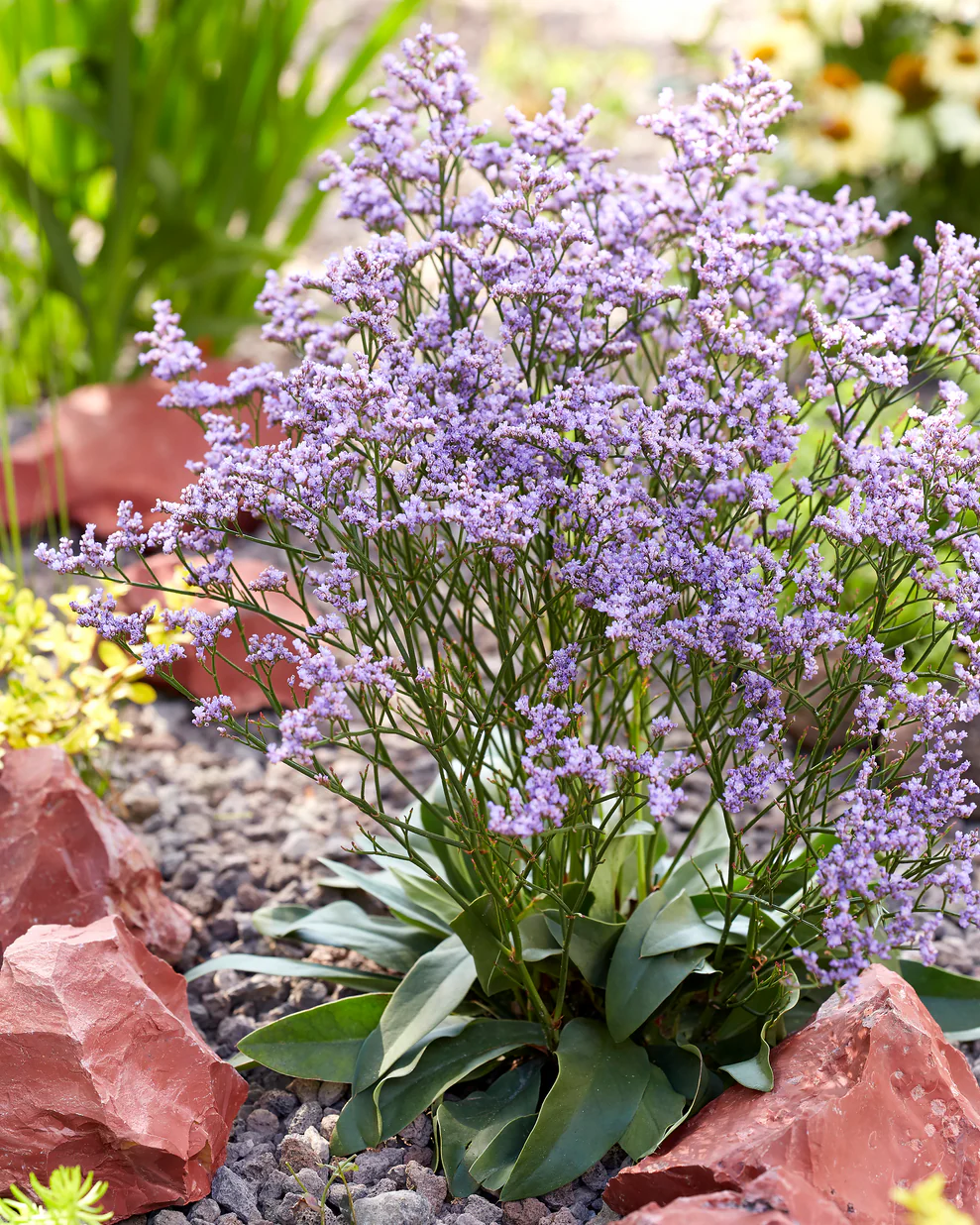 Limonium "Dazzle Rocks" V-9cm — Viveros Sustrai