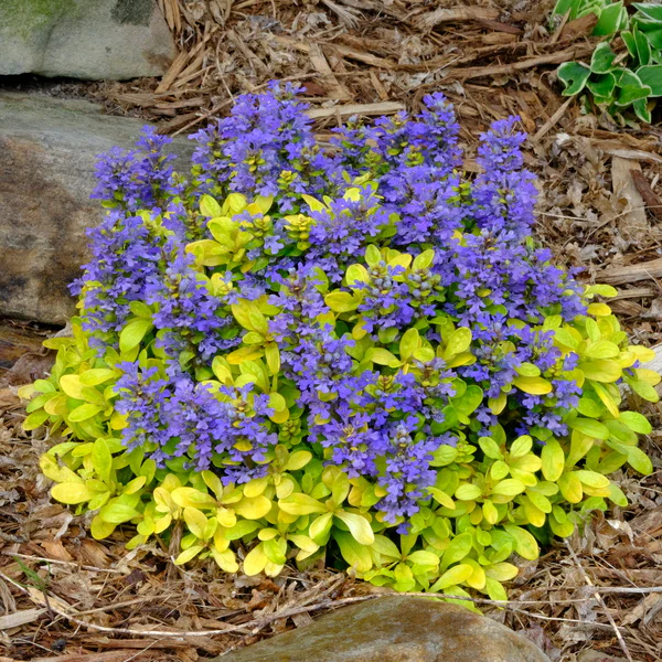 Ajuga tenorii "Cordial Canary" V-9cm — Viveros Sustrai